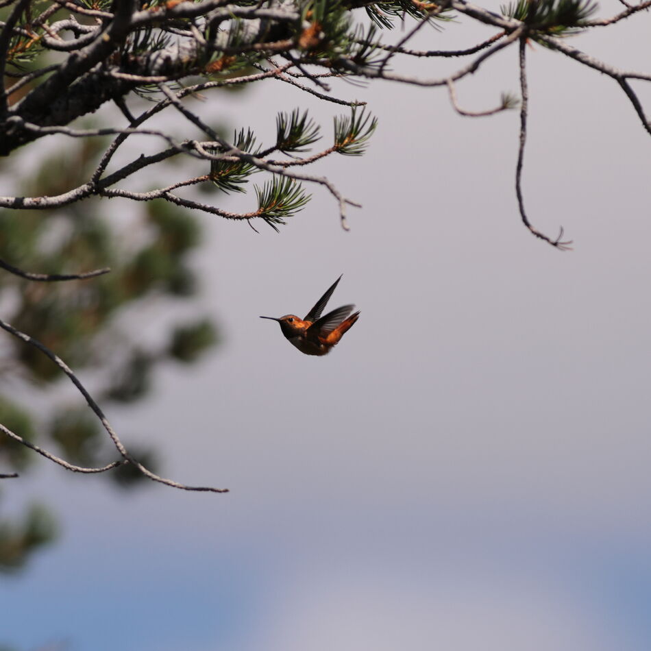 Hummingbird August bif NM: Hummingbird August bif NM...