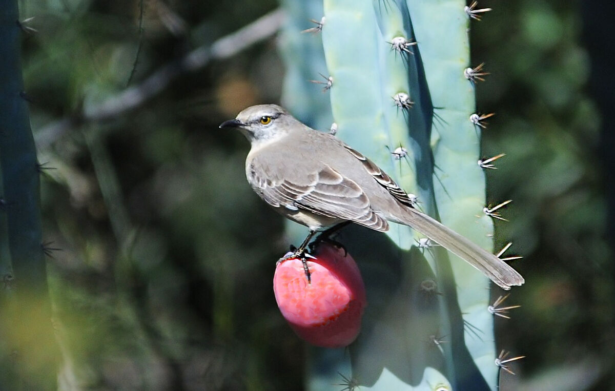 Mockingbird: Shot in Sleepy Hollow, Carbon Canyon, California. Caught ...
