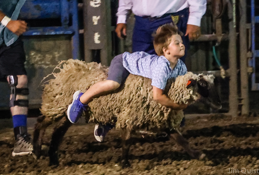 Ride that sheep: Canon 1DX III, Canon 400 F4 DO Sheep riding at the ...