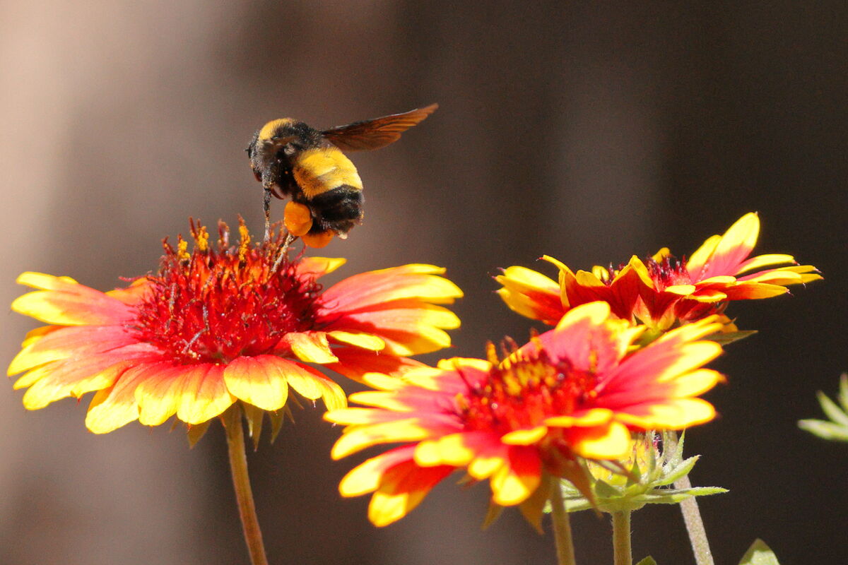 Live of Bees 9 NM: Live of Bees 9 NM...