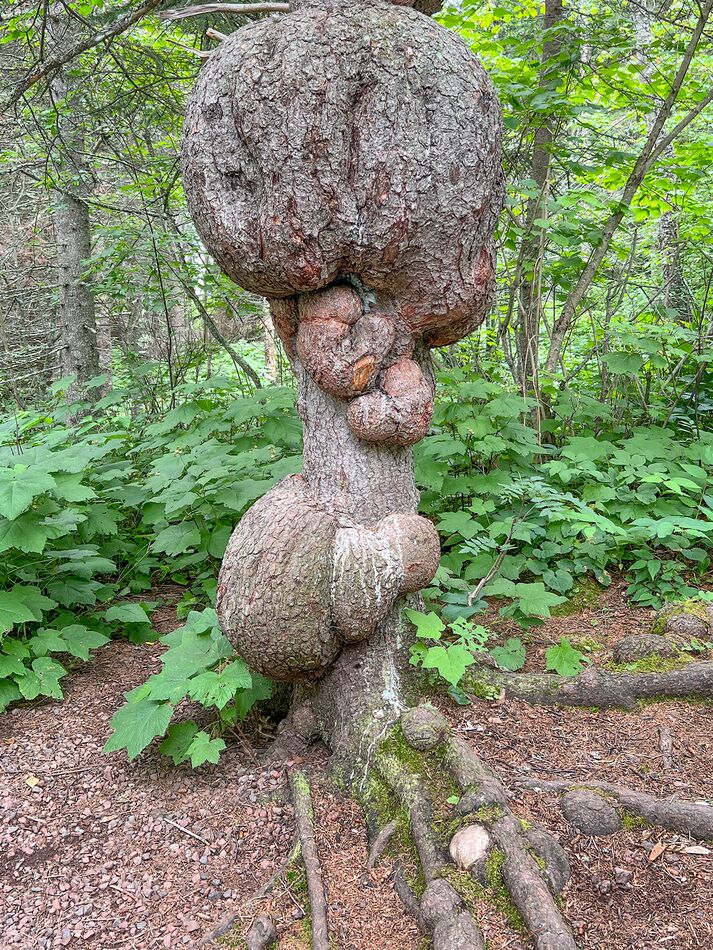 Heavy Burden: I saw this tree recently in Cascade River State Park in ...