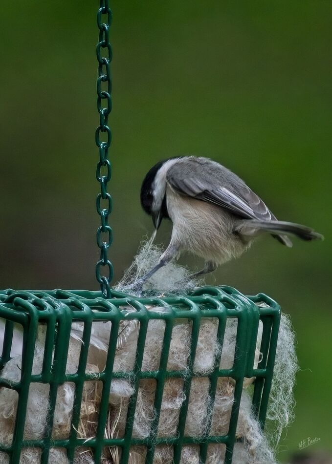 Carolina Chickadee Hard At Work: From the spring, this chickadee spent ...