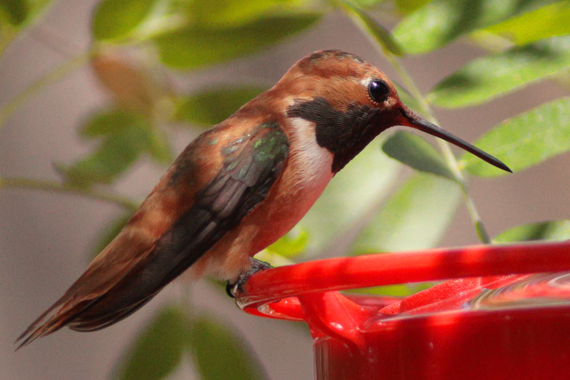 Almost Last of the Hummingbird season NM: Almost Last of the ...