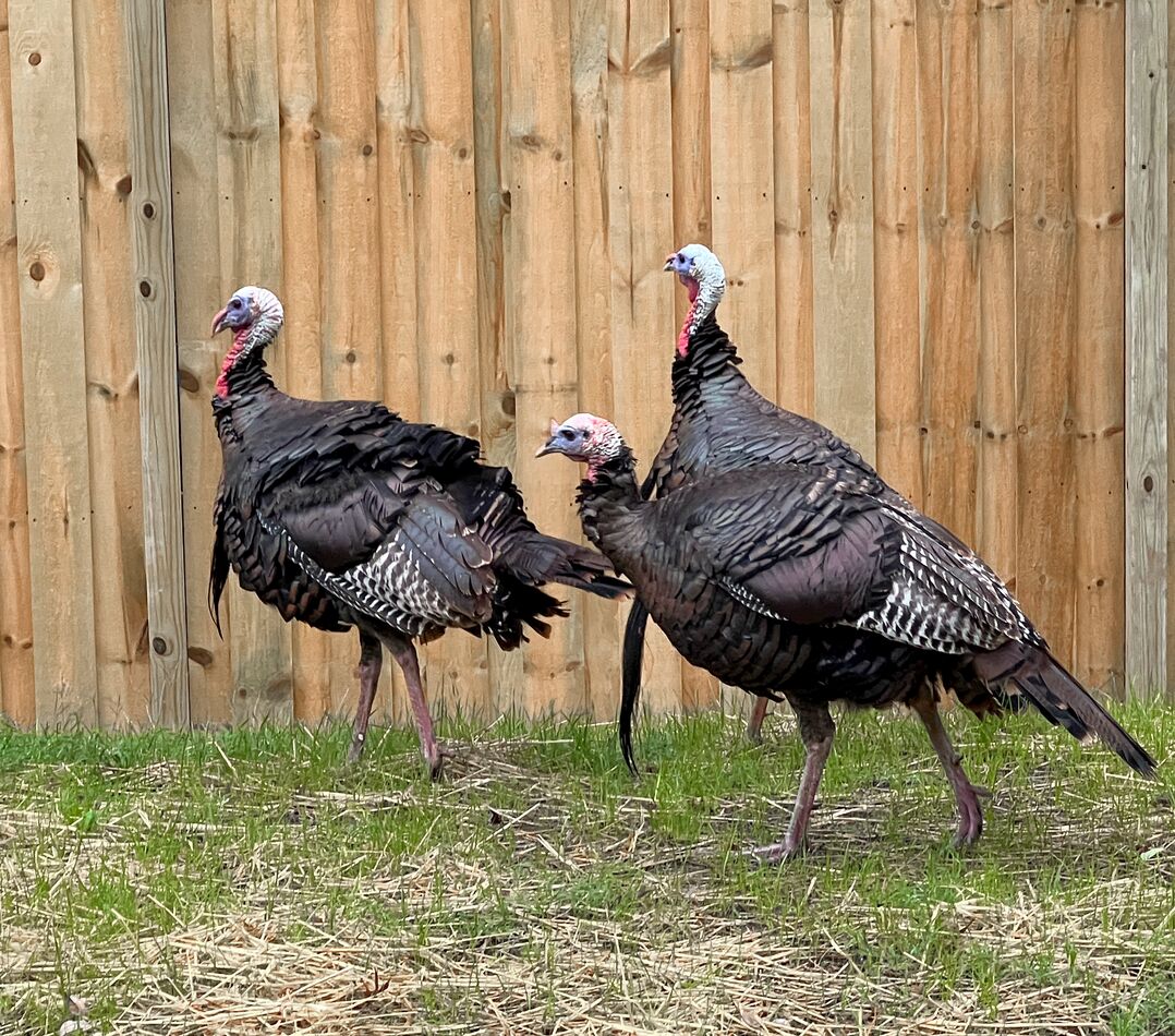 Turkeys In The Hood: Out for our morning walk in the neighborhood ...