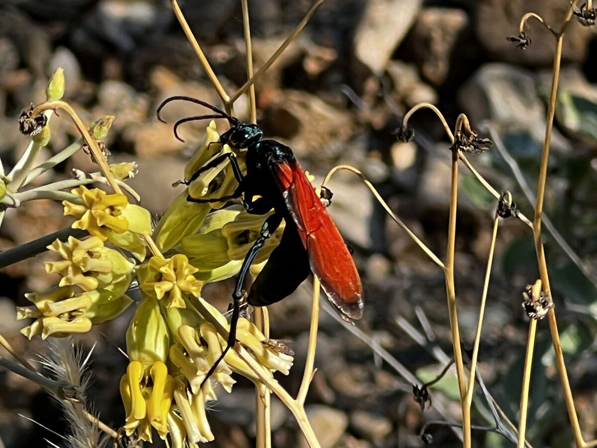 Wasp on milkweed iPhone 13 Pro: Taken on morning walk in Tucson at ...