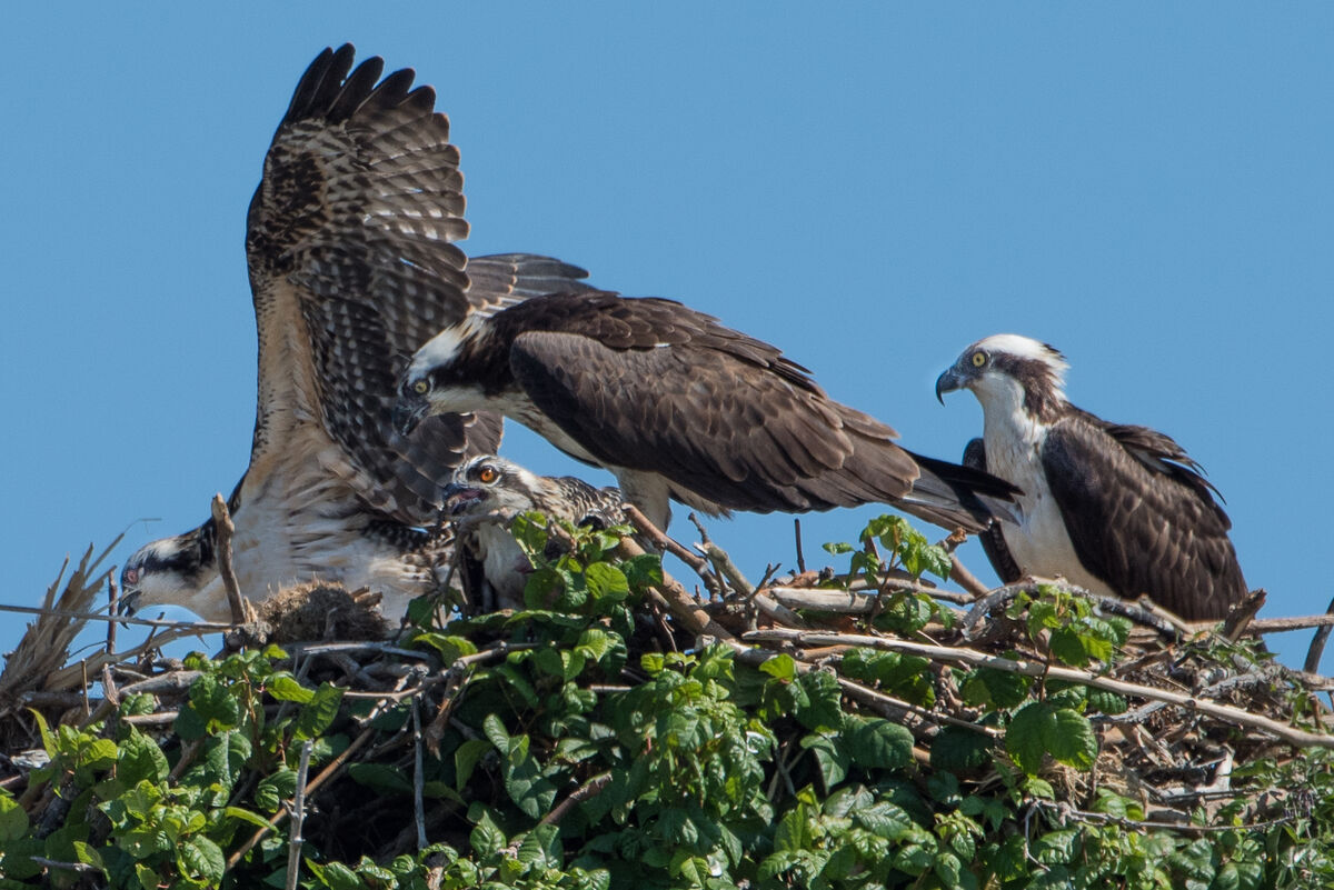Osprey Family: From the archives taken June 2021. Mom is feeding one ...