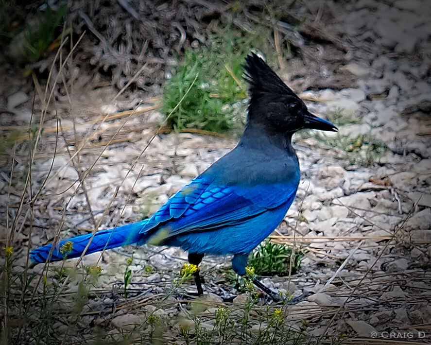 Steller’s Jay: This was taken recently at Big Bear Lake, California ...