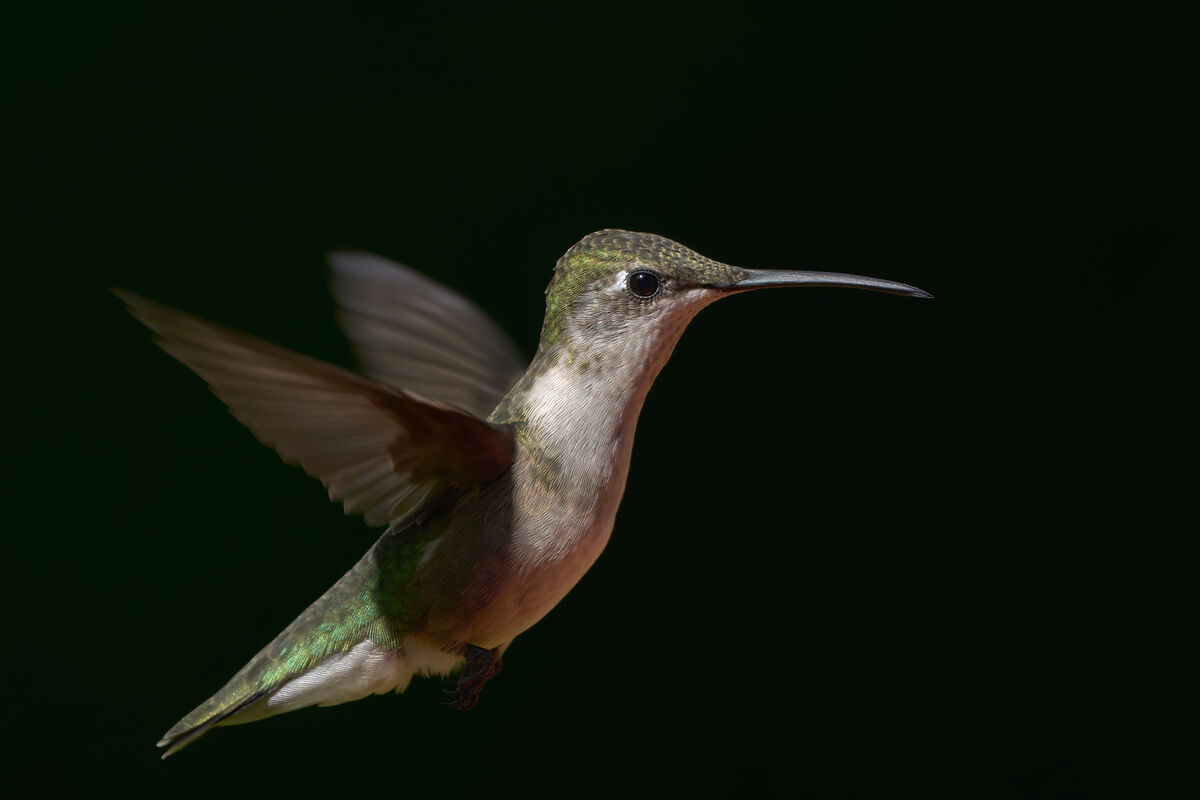 Hummingbirds: :sm17:...