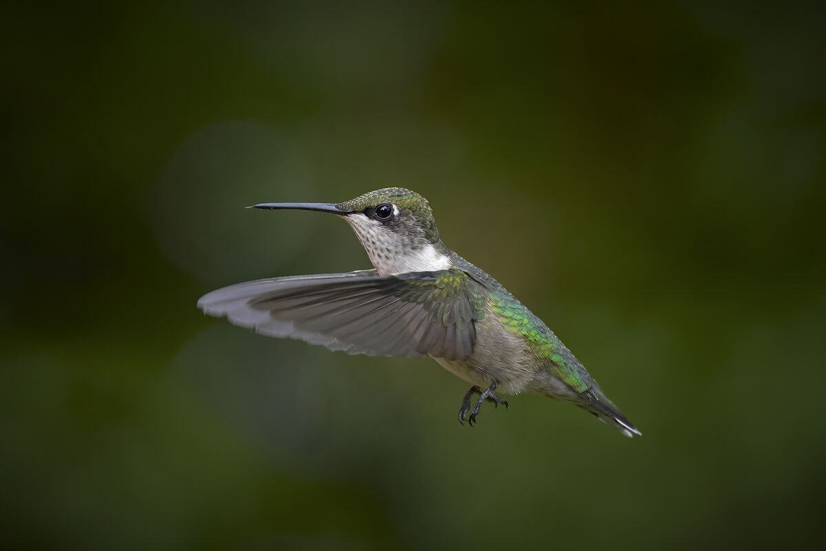 Hummingbirds: :sm17:...