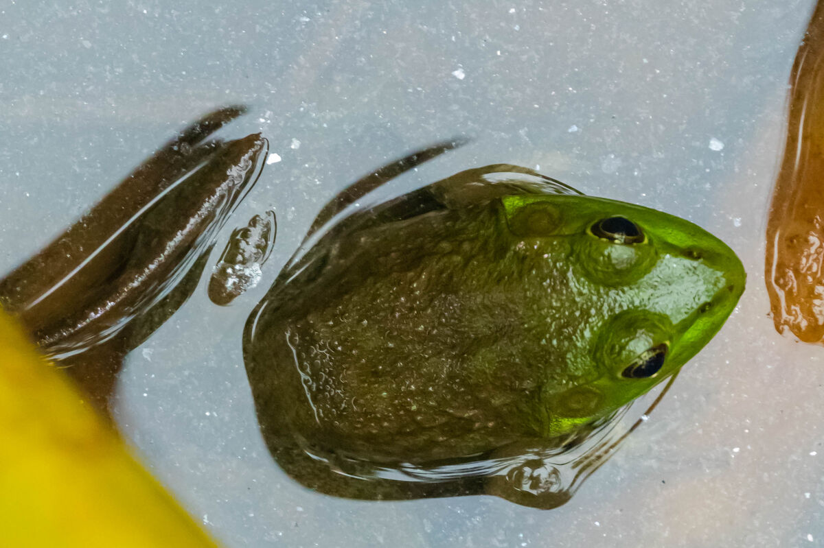 Frogs: Found those in a local wetland.