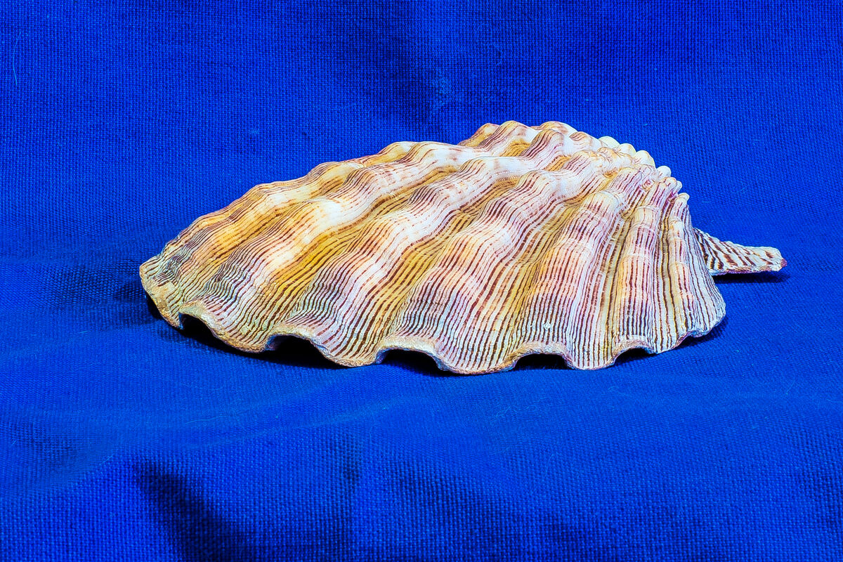 Sea Shell Close-ups: Here are a few images of Sea Shells from my collection that I photographed ...