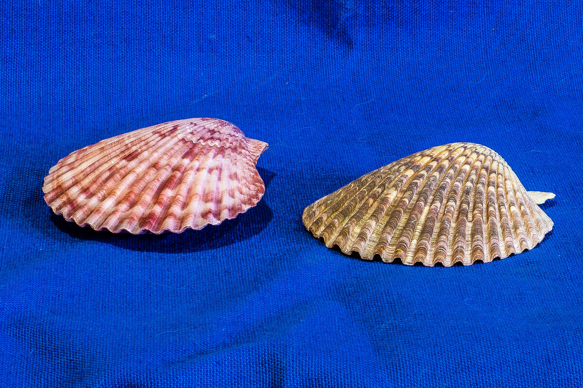 Sea Shell Close-ups: Here are a few images of Sea Shells from my ...