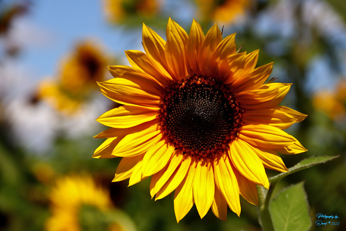 Sunflowers: Camera: Canon SL2/200D Lens: Canon EF-S 18-135mm Lens ISO ...