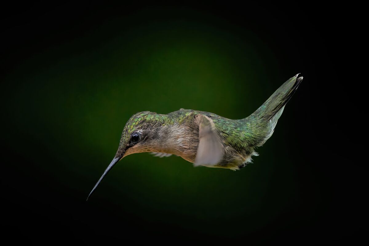 Hummingbird: :sm01:...