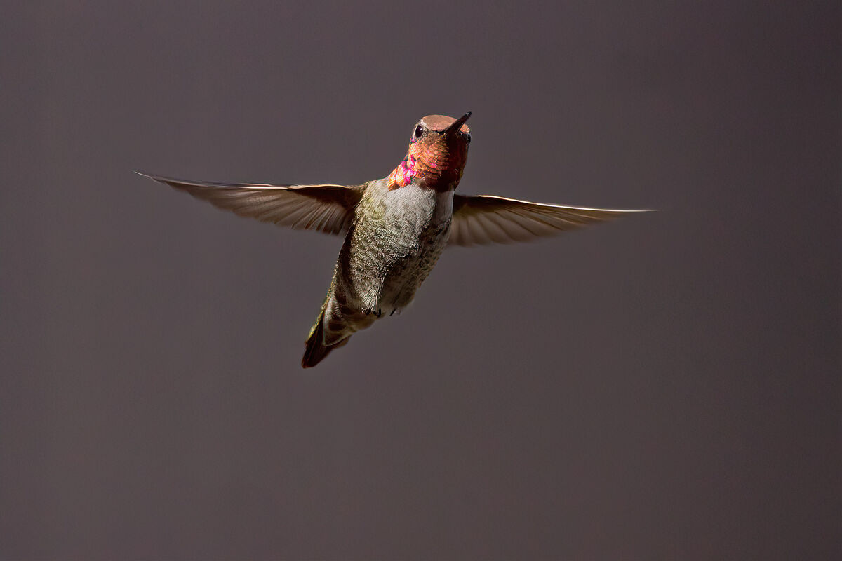 Todays Hummer: This guy was here today. He is a new one and he wasn't ...