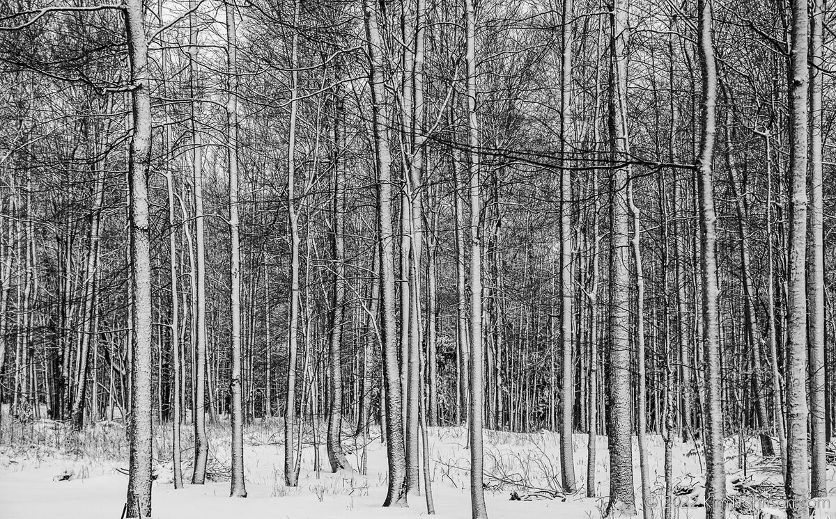 Snow-Blasted Trees: