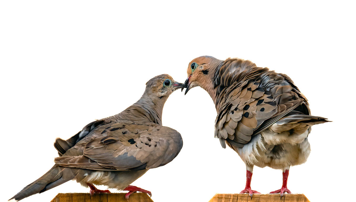 Mourning Dove Trio - High Key: As mentioned in a previous post, during ...