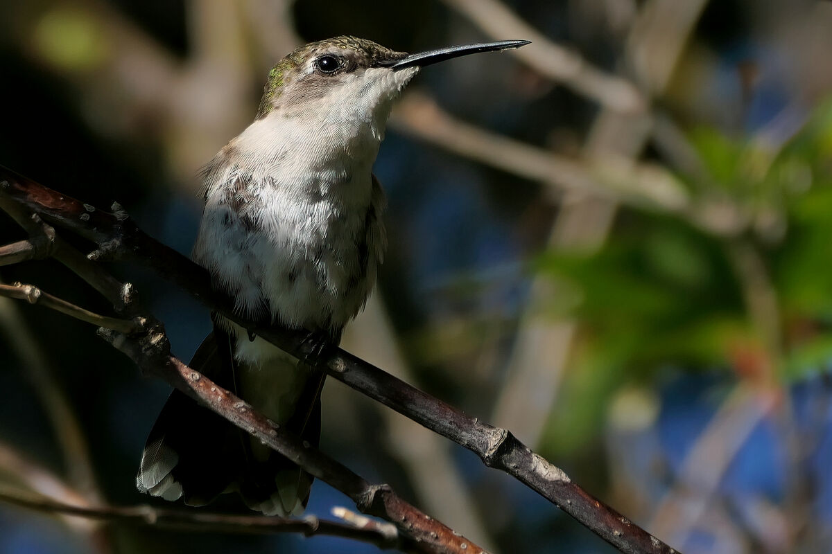 Back yard treasures: Couple from this morning Sept 2, 2022 in my ...