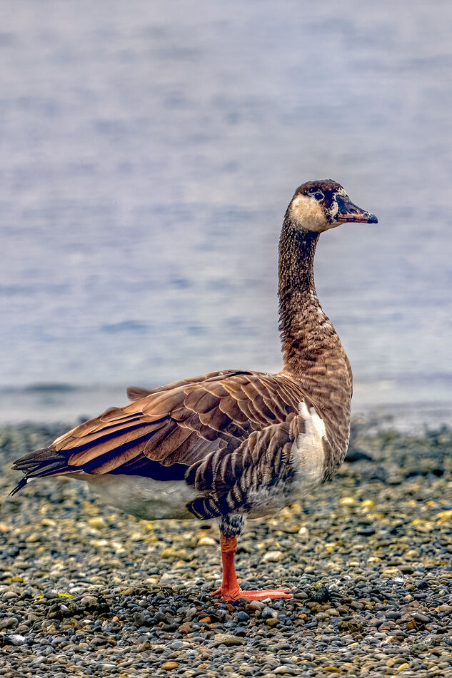 Canada Geese Belfair State Park 9-1-2022: Tide was in, high overcast ...