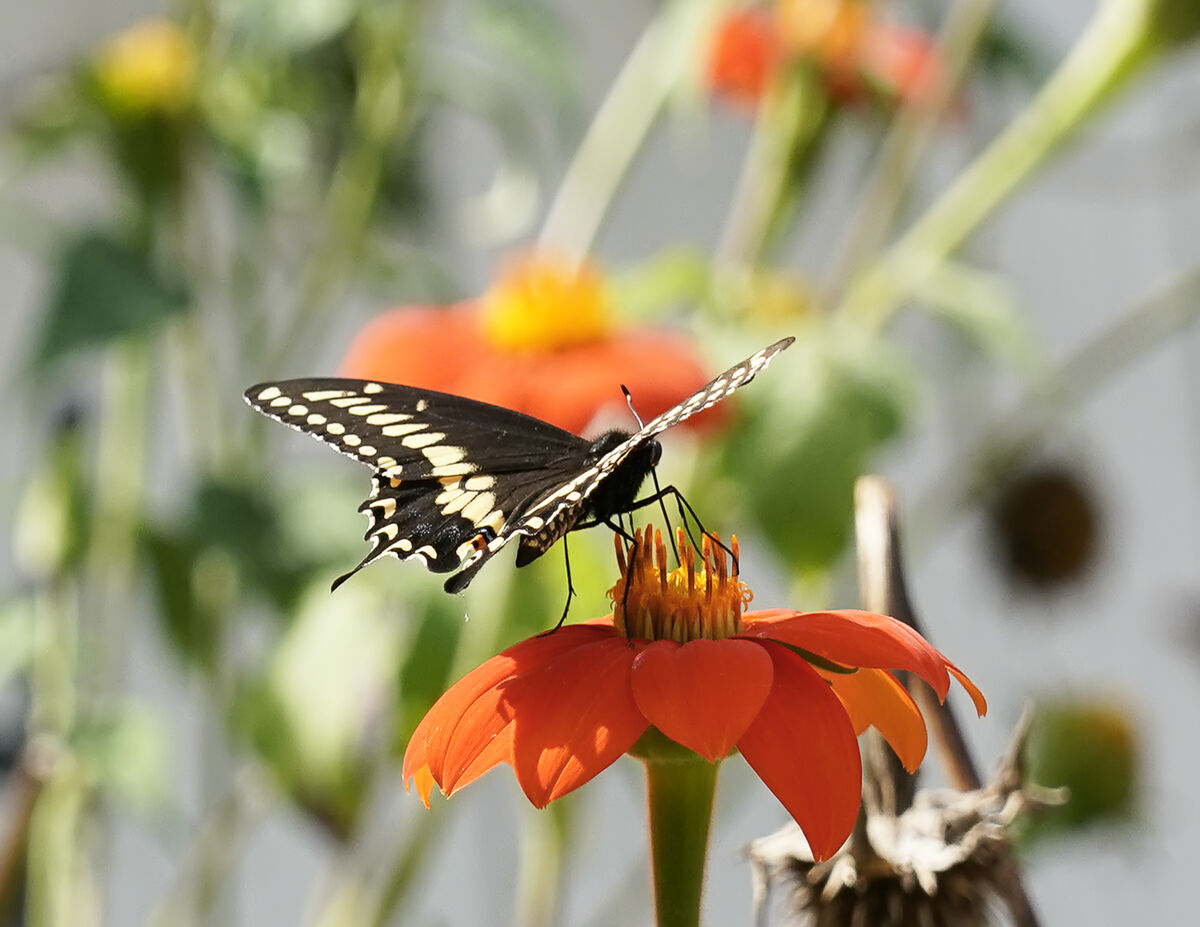 A Black Swallowtail or not: Is there someone that can be absolute in ...