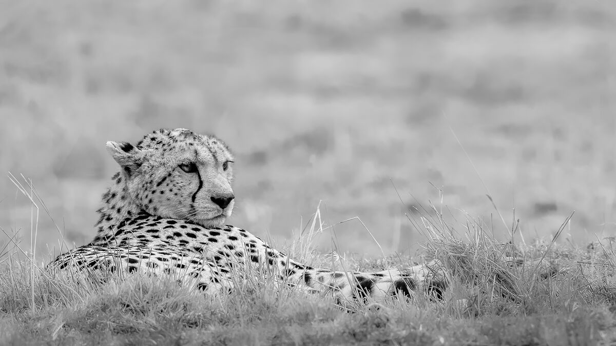 Cheetah: This is on of the two remaining coalition of 5 cheetah ...