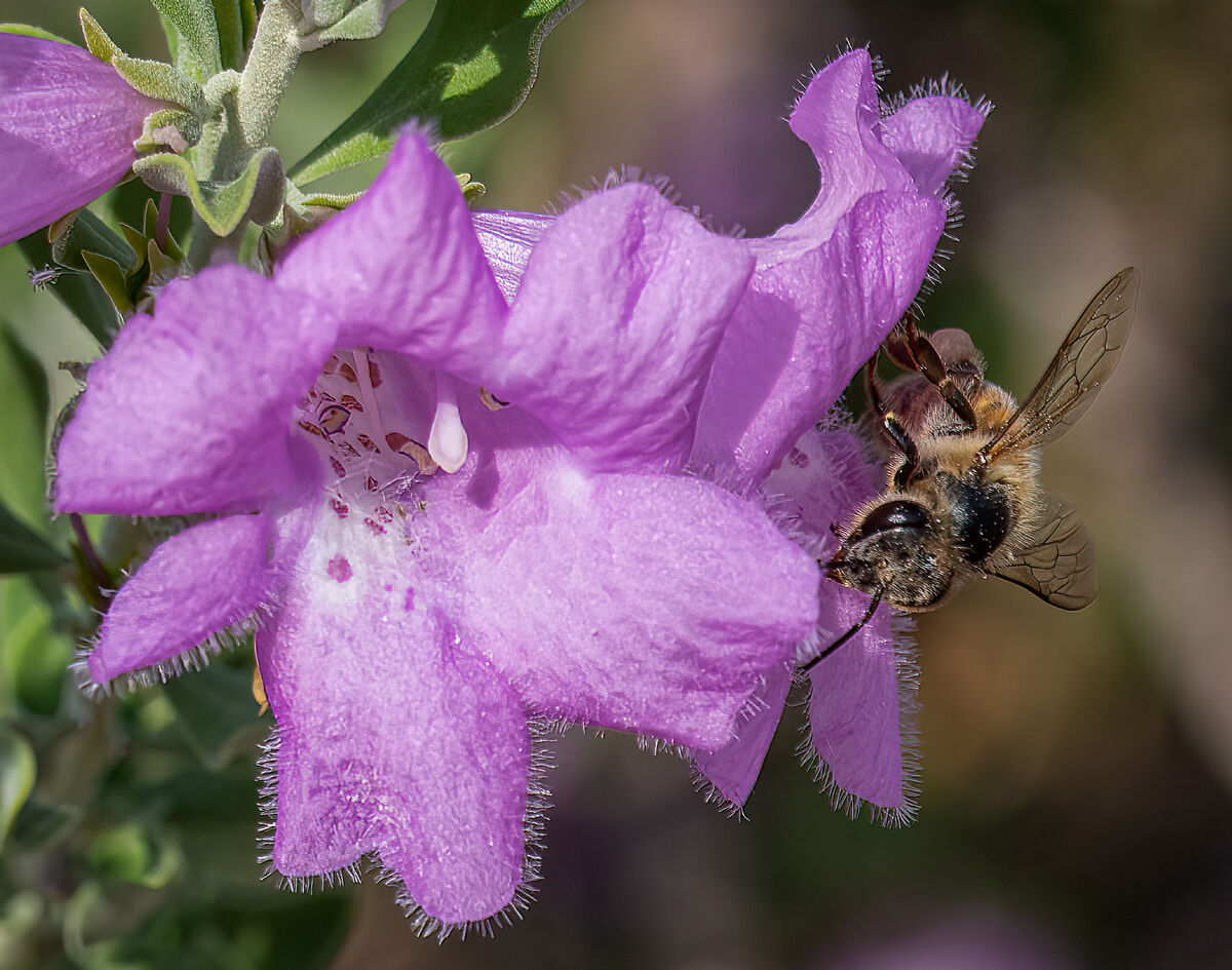 Just some more: Bees...