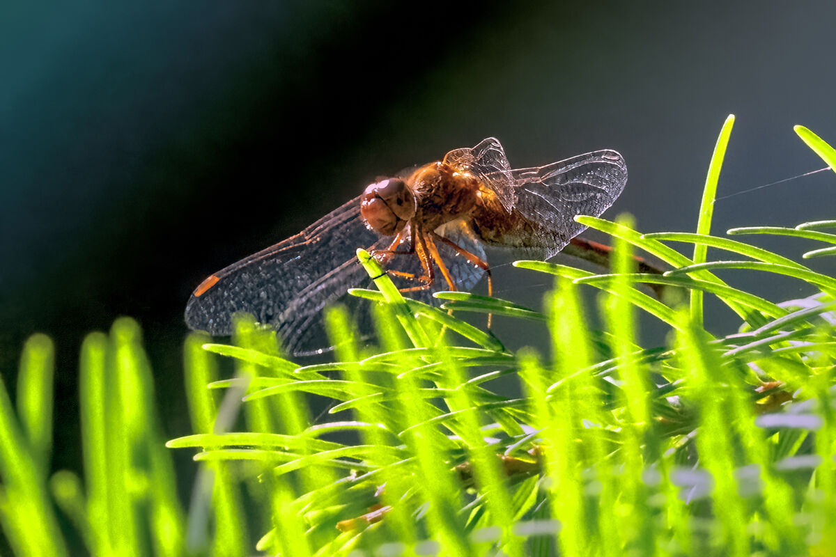 Bee, Fly, Wasp-All In A Photographic Day: My shoulders are not happy and my bone-on-bone knee ...