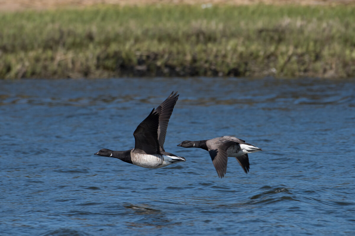 GIF And Coming In For A Landing Sandy Hook Nat Rec Area Bayside gif-and-coming-in-for-a-landing-sandy-hook-nat-rec-area-bayside