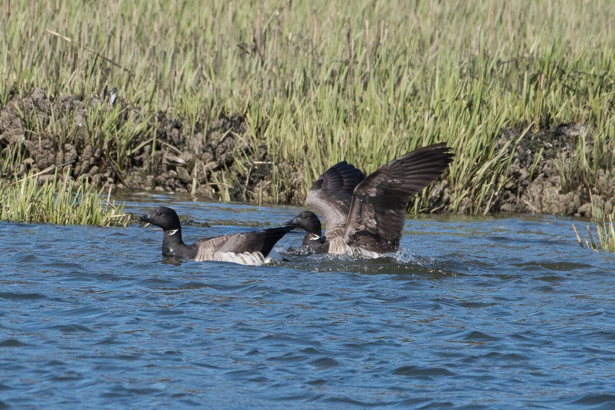 GIF And Coming In For A Landing Sandy Hook Nat Rec Area Bayside gif-and-coming-in-for-a-landing-sandy-hook-nat-rec-area-bayside