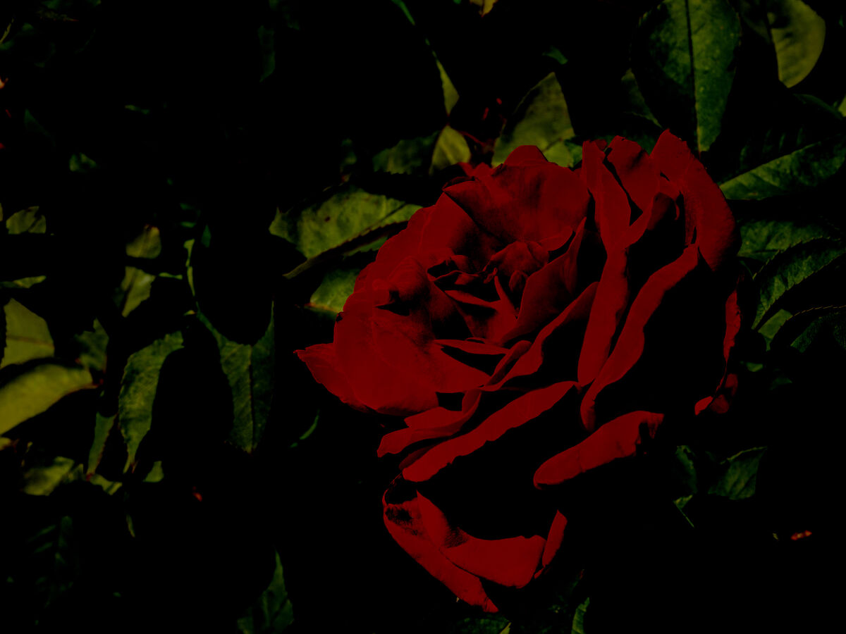 An accident in PP: I made a background and posted it in the Library ...