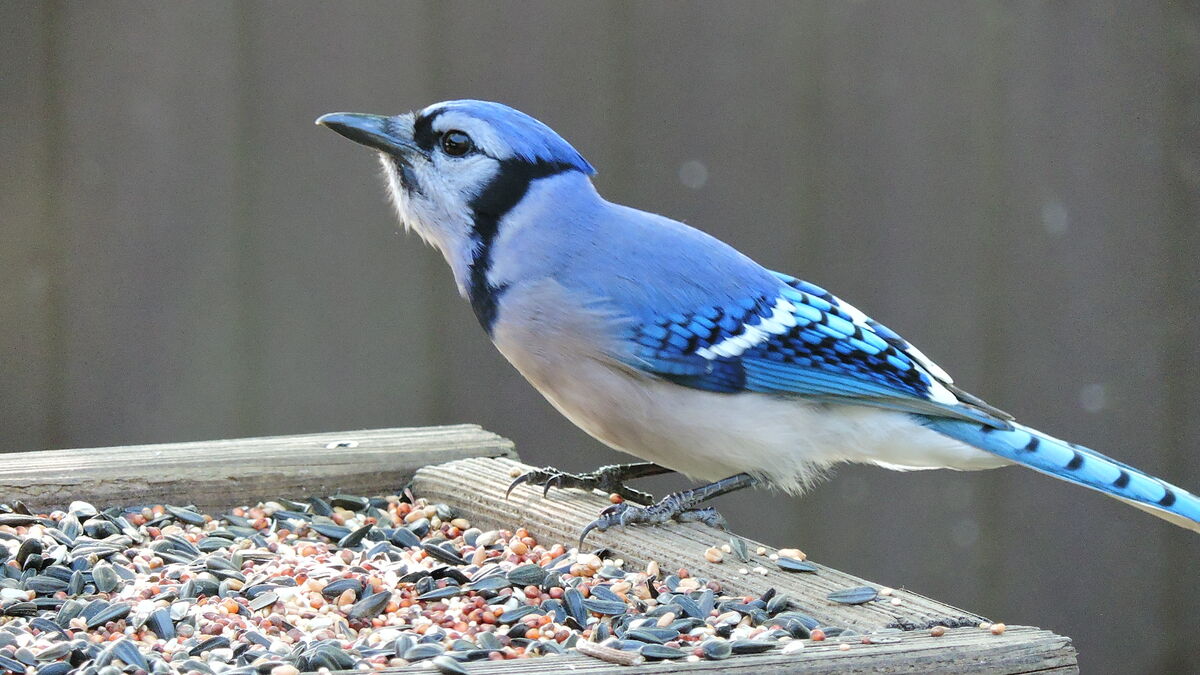 bluejay: