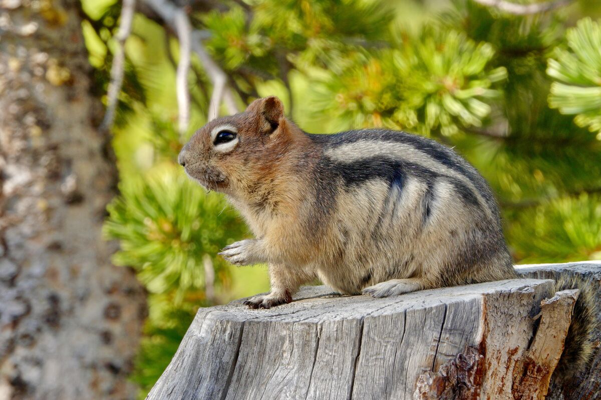 Modeling Chipmunk: While fishing in a mountain lake in Idaho this ...