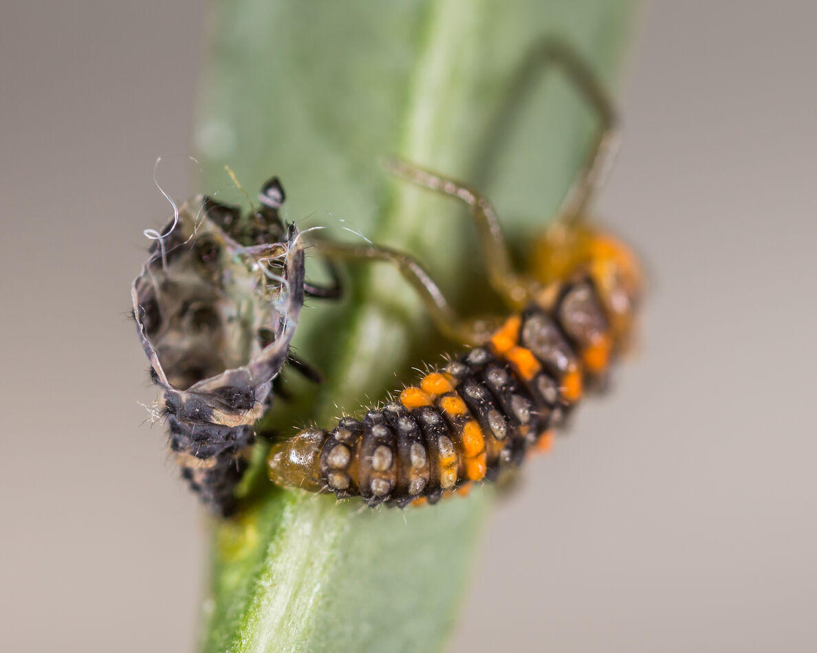 ladybug larva: second instar molt 3:1 MP-E65mm...