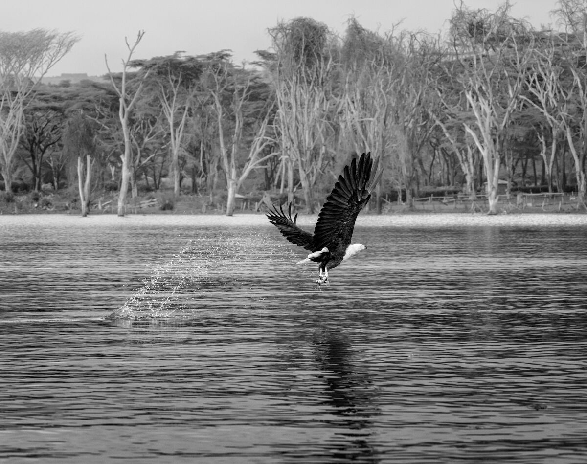 Catch by Fish Eagle: Fish Eagle catching fish in black and white at ...