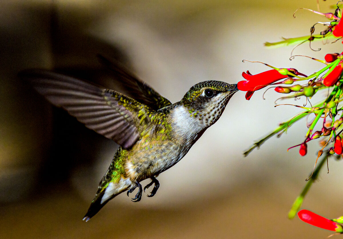 Firecracker Hummer: Male Ruby-throated Hummingbird feeding on a ...