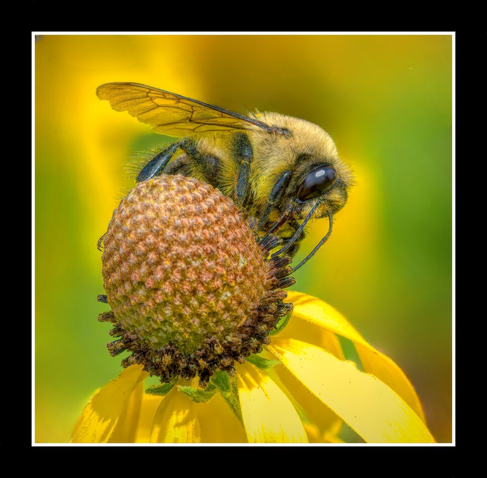 🐝 Bee: A couple of Bee's on Cone Flowers.