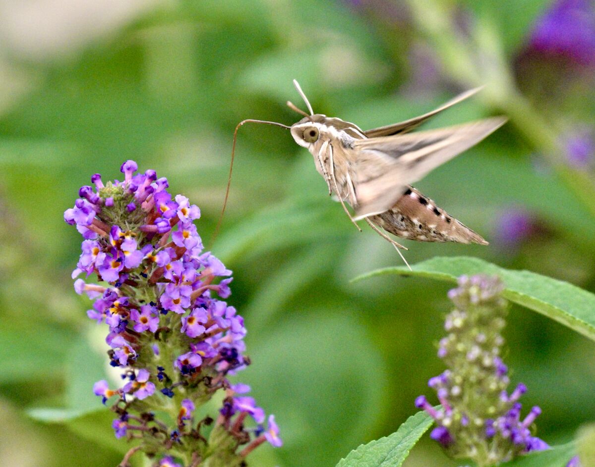 White-lined Sphinx Moth: A bumper crop of Sphinx moths feeding on a ...