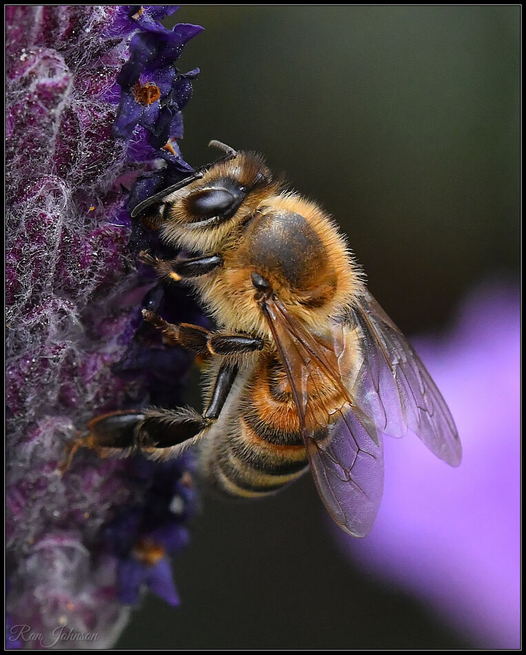Yes, another Bee. Seems a lot of us have been shooting bees lately ...