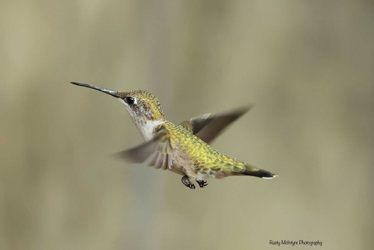 Female Ruby Throated Hummingbird: Hummingbird on a gray day in Indiana.