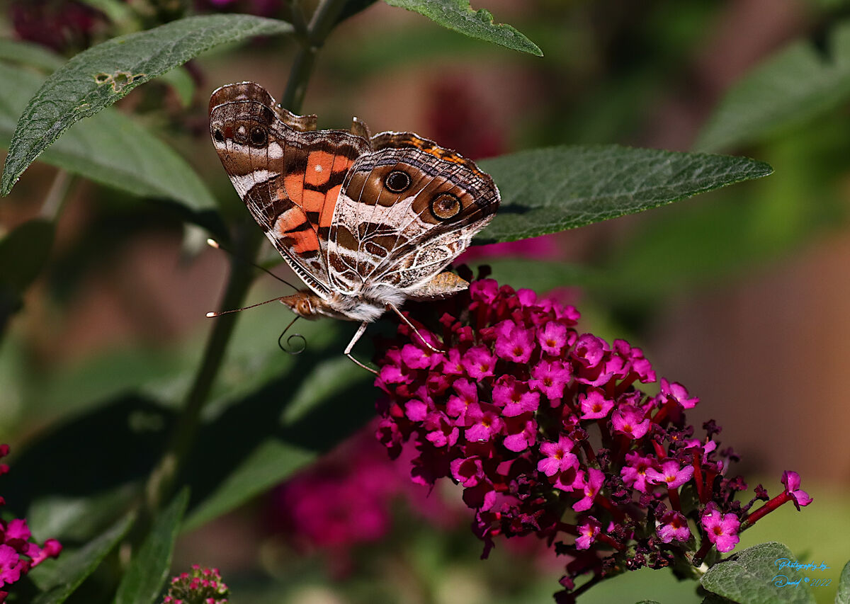Butterfly on Butterfly Bush: Camera: Canon SL2/200D Lens: Tamron SP AF ...