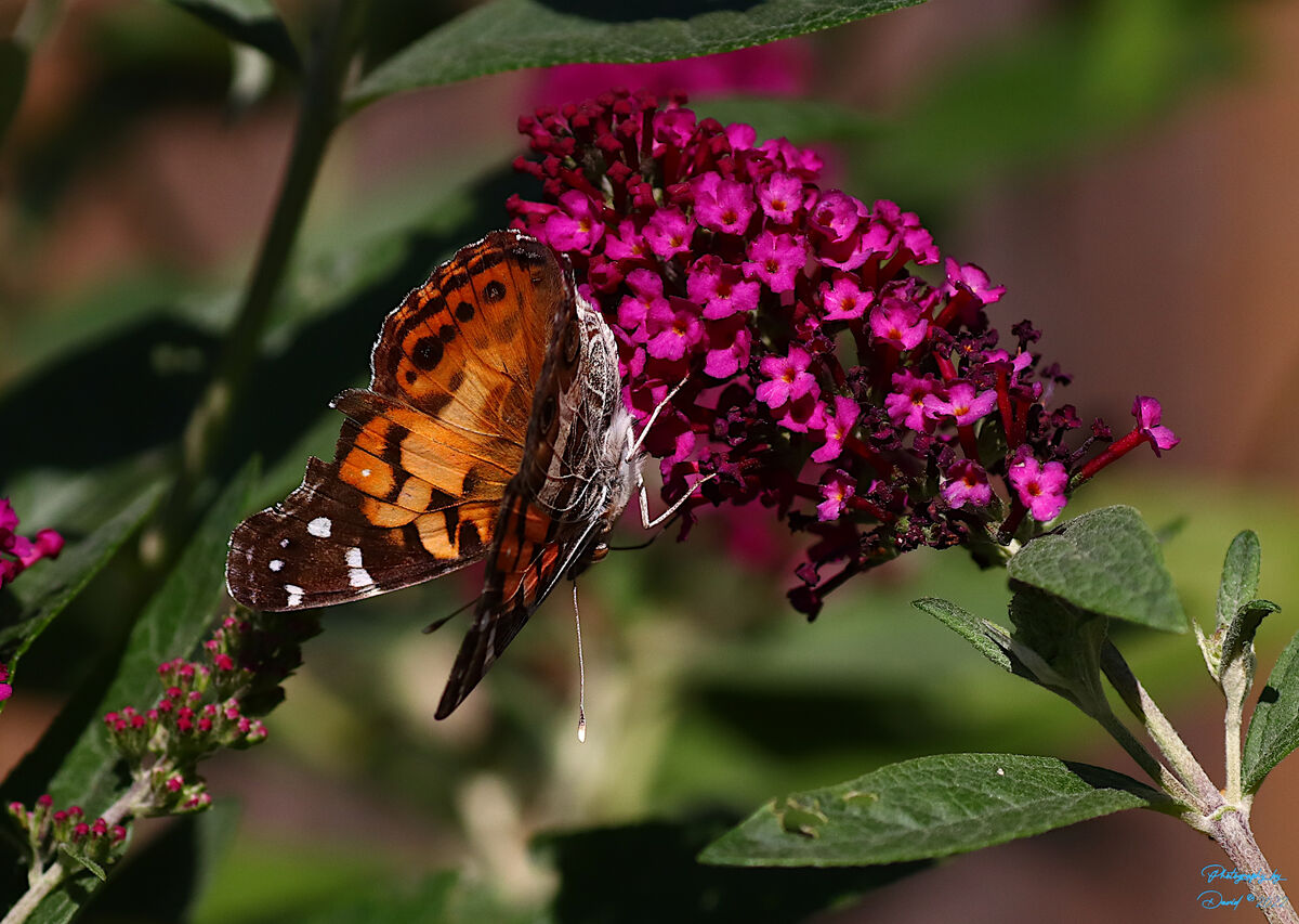 Butterfly on Butterfly Bush: Camera: Canon SL2/200D Lens: Tamron SP AF ...