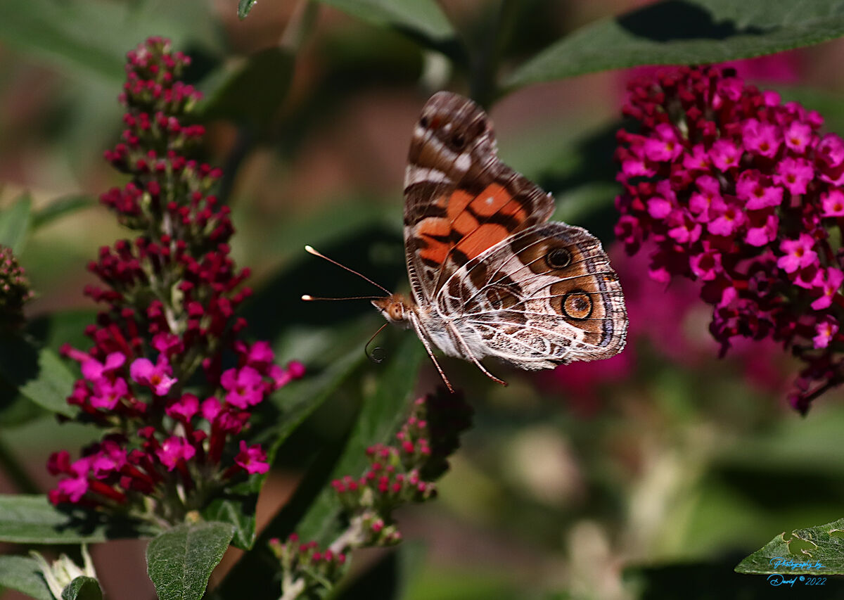 Butterfly on Butterfly Bush: Camera: Canon SL2/200D Lens: Tamron SP AF ...