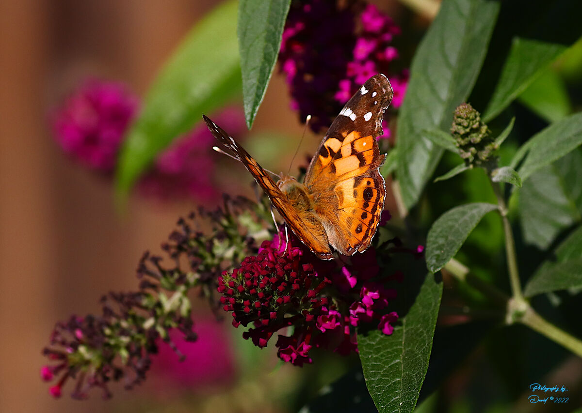 Butterfly on Butterfly Bush: Camera: Canon SL2/200D Lens: Tamron SP AF ...