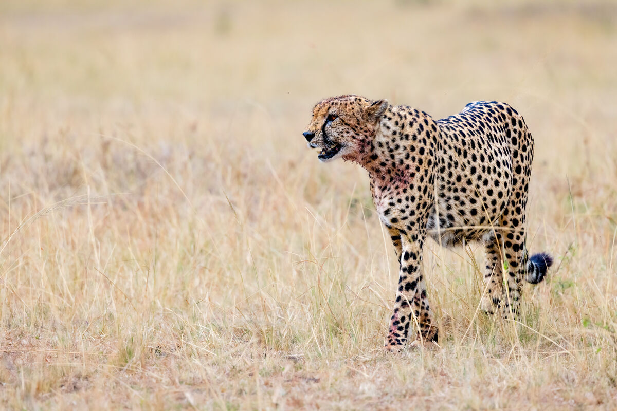 A very full Cheetah! We did not get to see the kill or what this ...