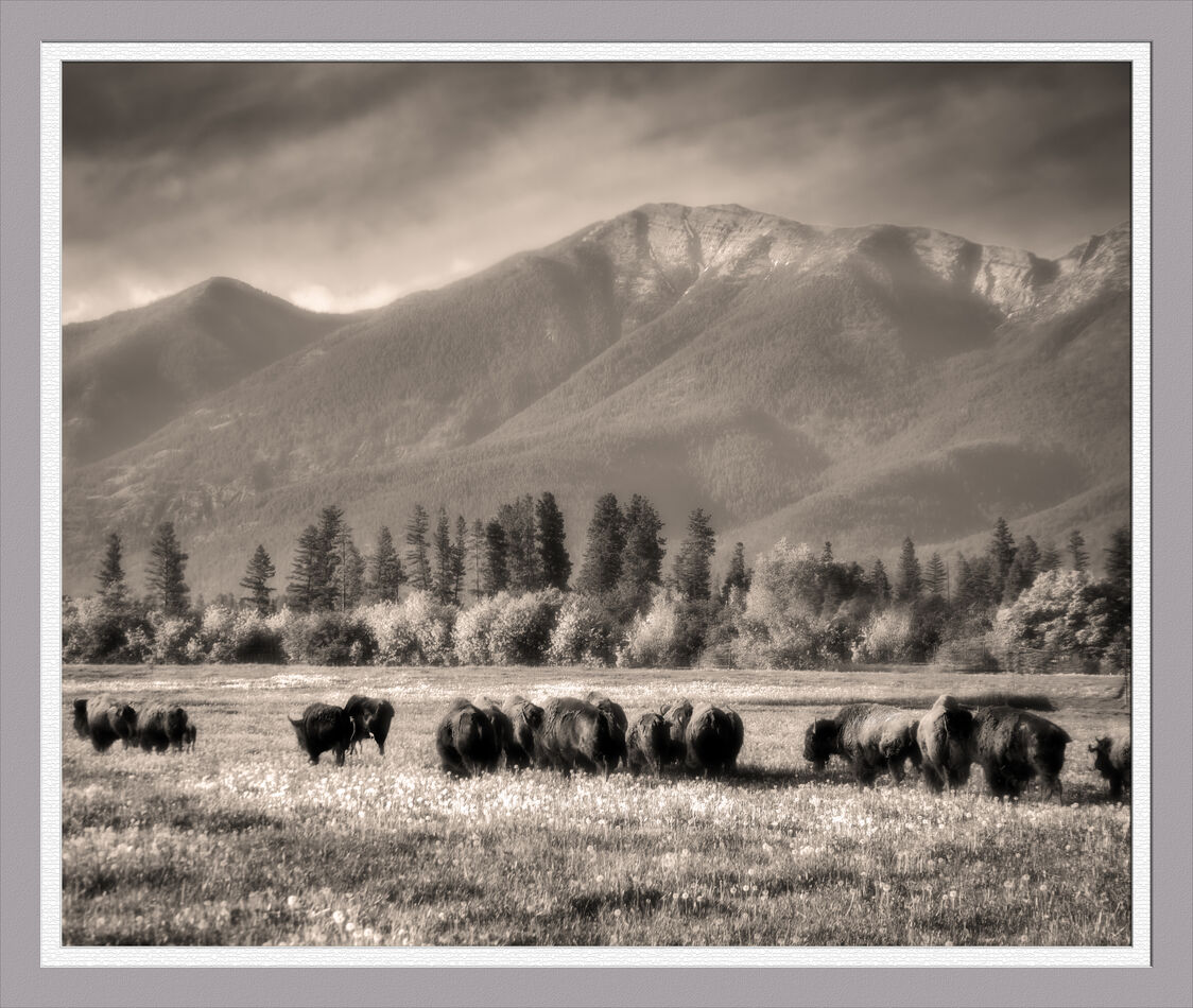 grazing buffaloes: Late summer and the Buffalo are grazing heavily to ...