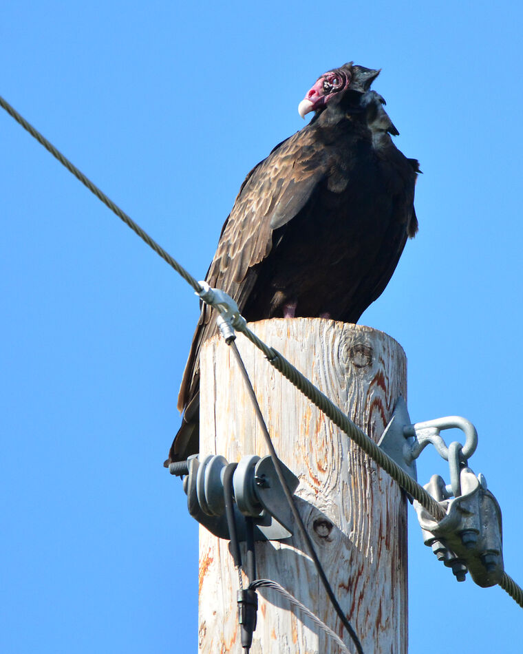 Devil Bird: I think they're cute and very curious. They rarely fly away ...