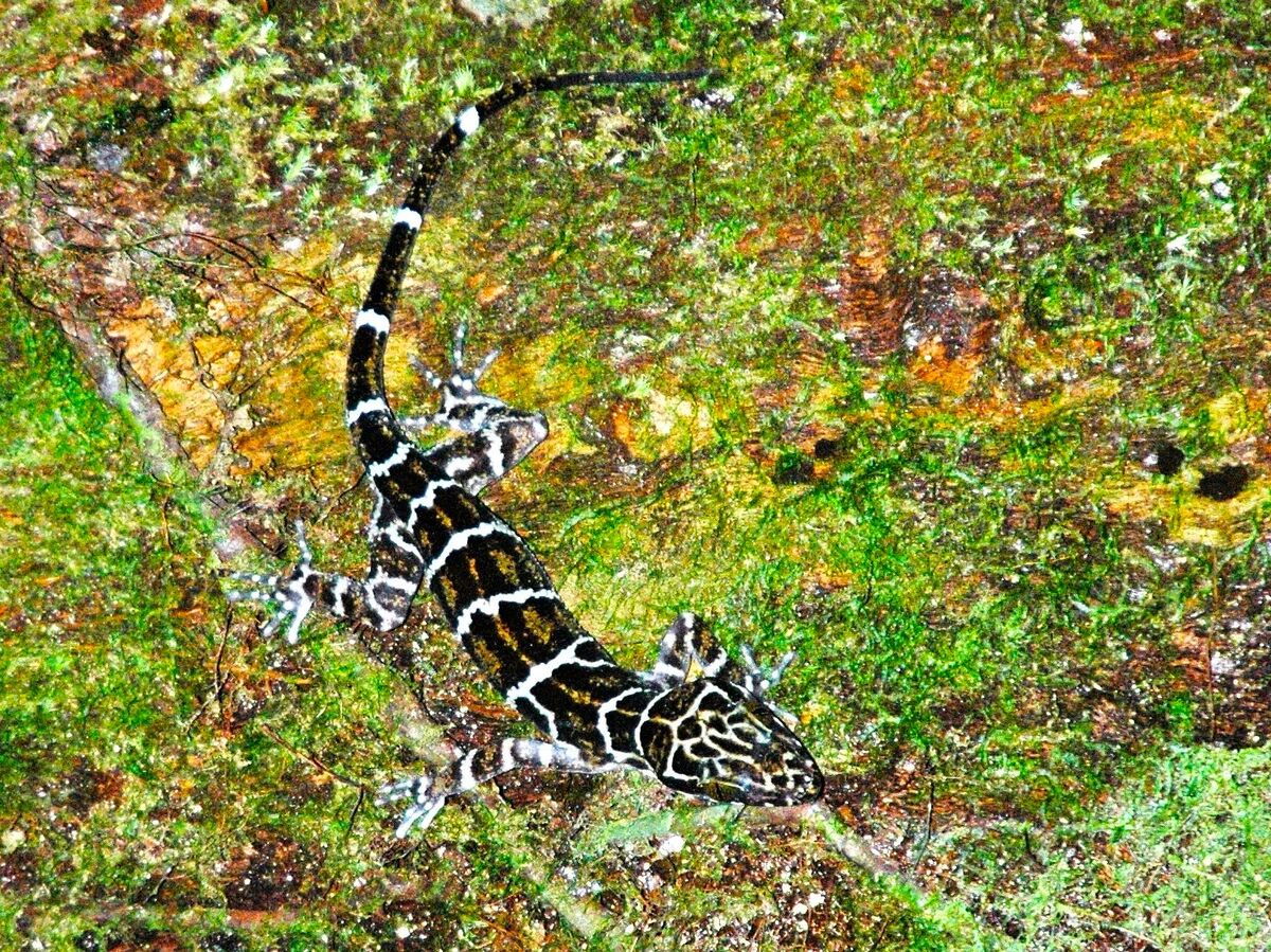 Pattern on Pattern: This S. African lizard looks to be wearing the ...