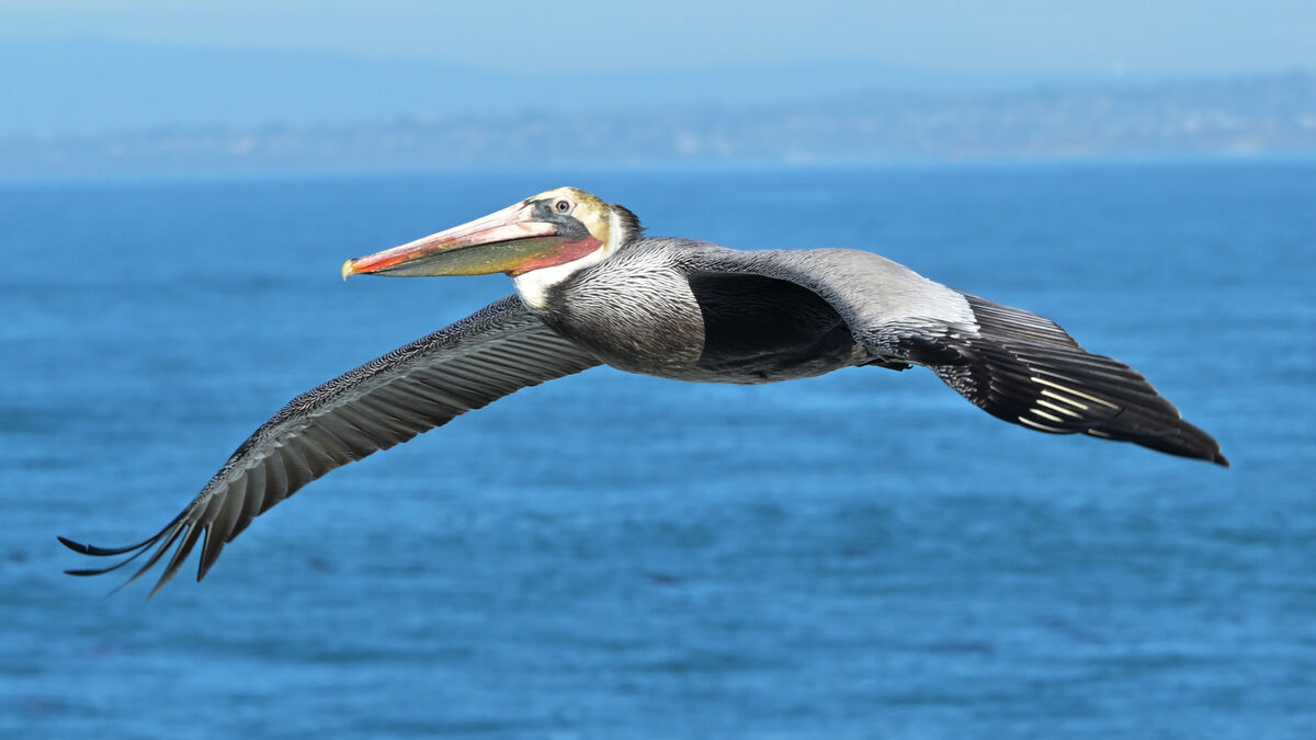 Pacific Brown Pelican: I try to get to La Jolla Cove at least once a ...