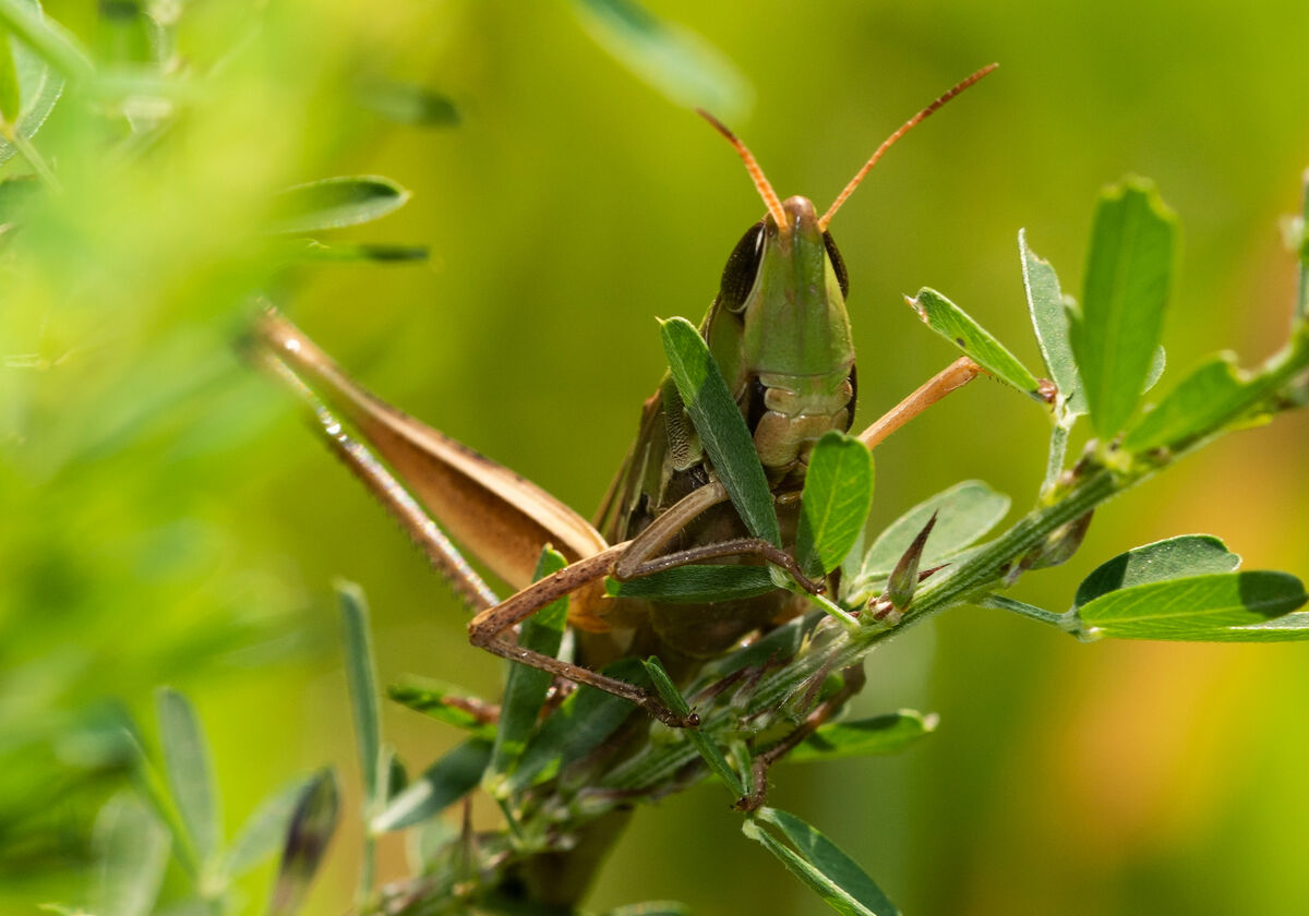 Grasshoppers, Grasshoppers, Grasshoppers: This is a sampling of my ...