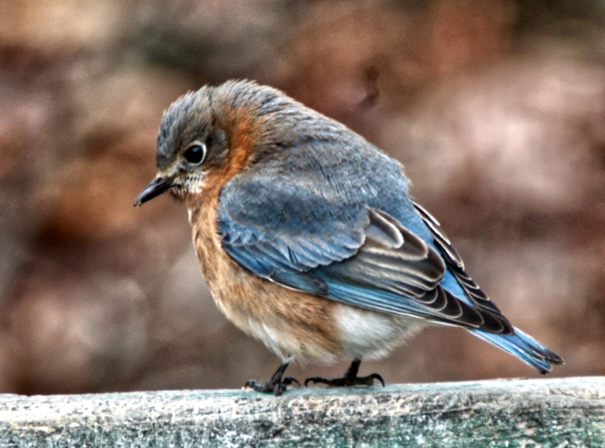 Cold Blue Bird: Photographed this thoroughly chilled looking female ...